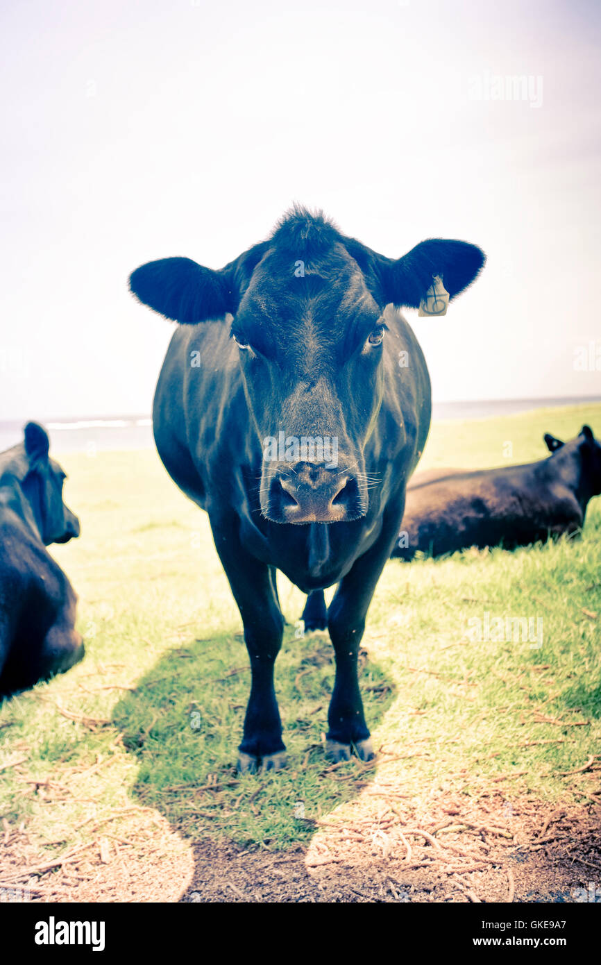 Cow in nature Stock Photo - Alamy