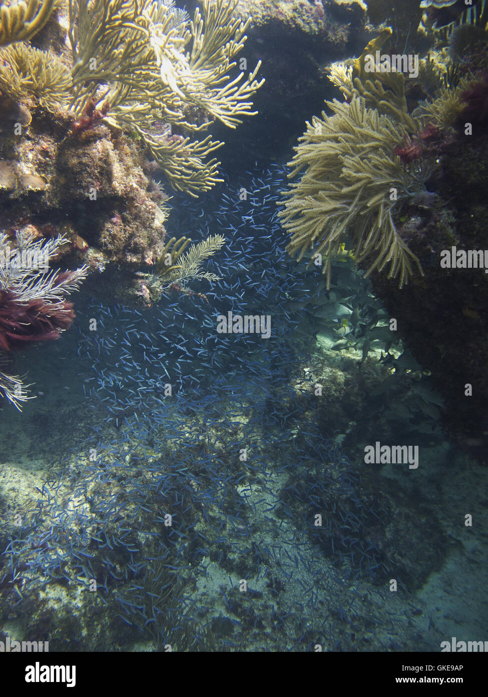 School of blue fish Stock Photo - Alamy