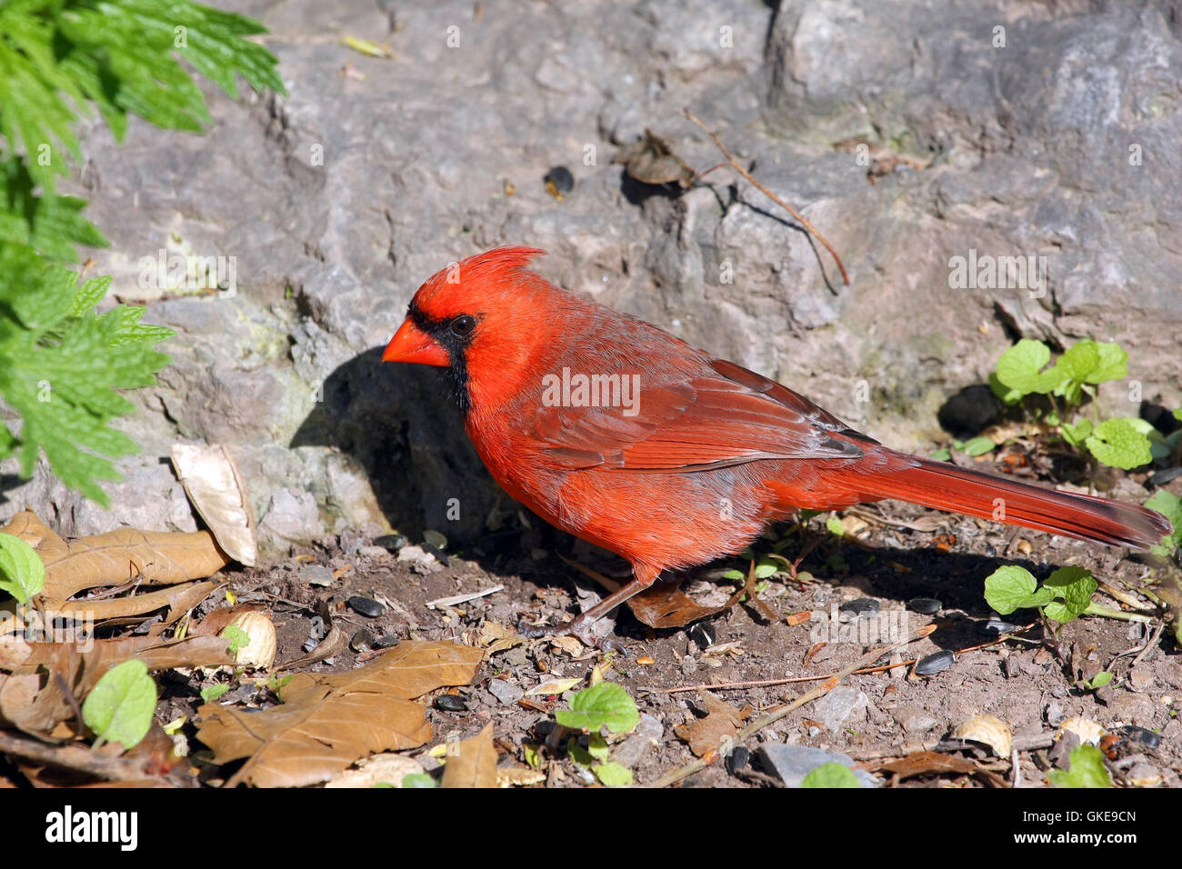 Cardinal Cardinalidae male Stock Photo - Alamy
