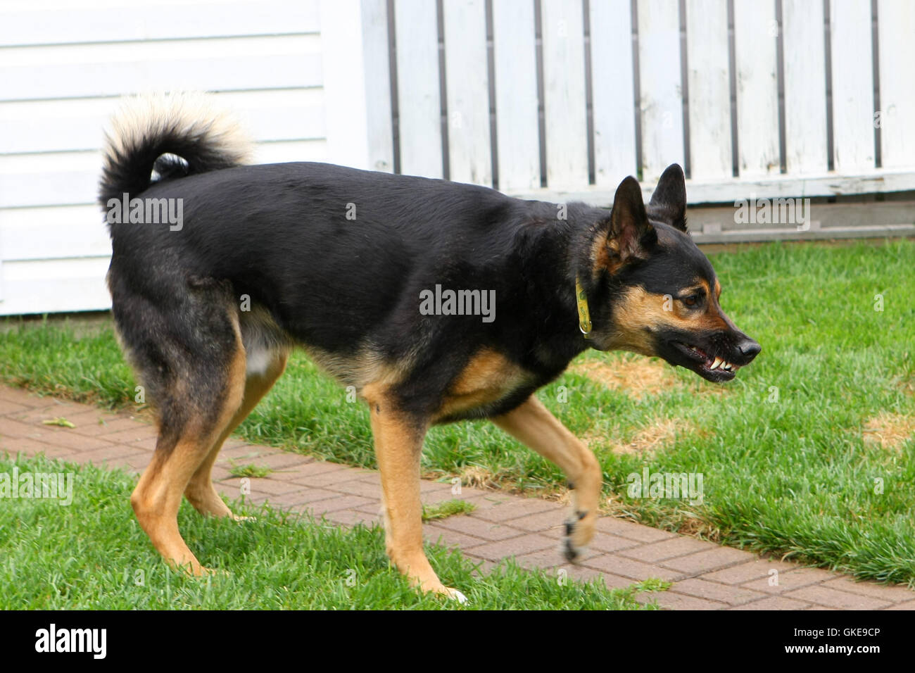 Dog aggressive stance hi-res stock photography and images - Alamy