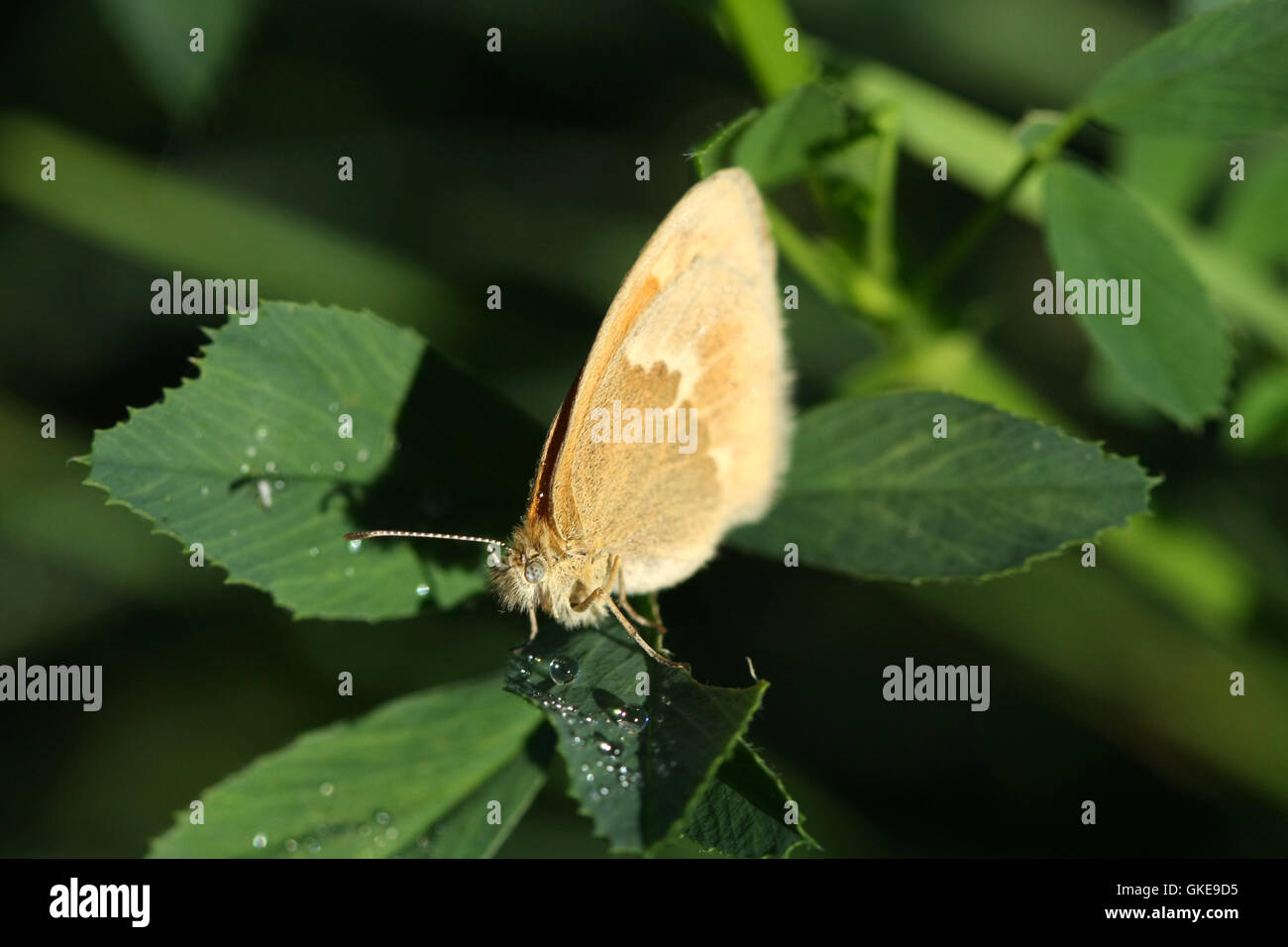 Meadow Brown Butterfly Maniola jurtina Stock Photo - Alamy