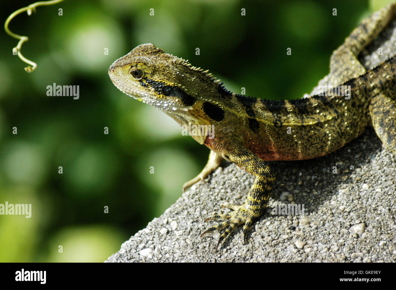Water Dragon on a rock Stock Photo - Alamy