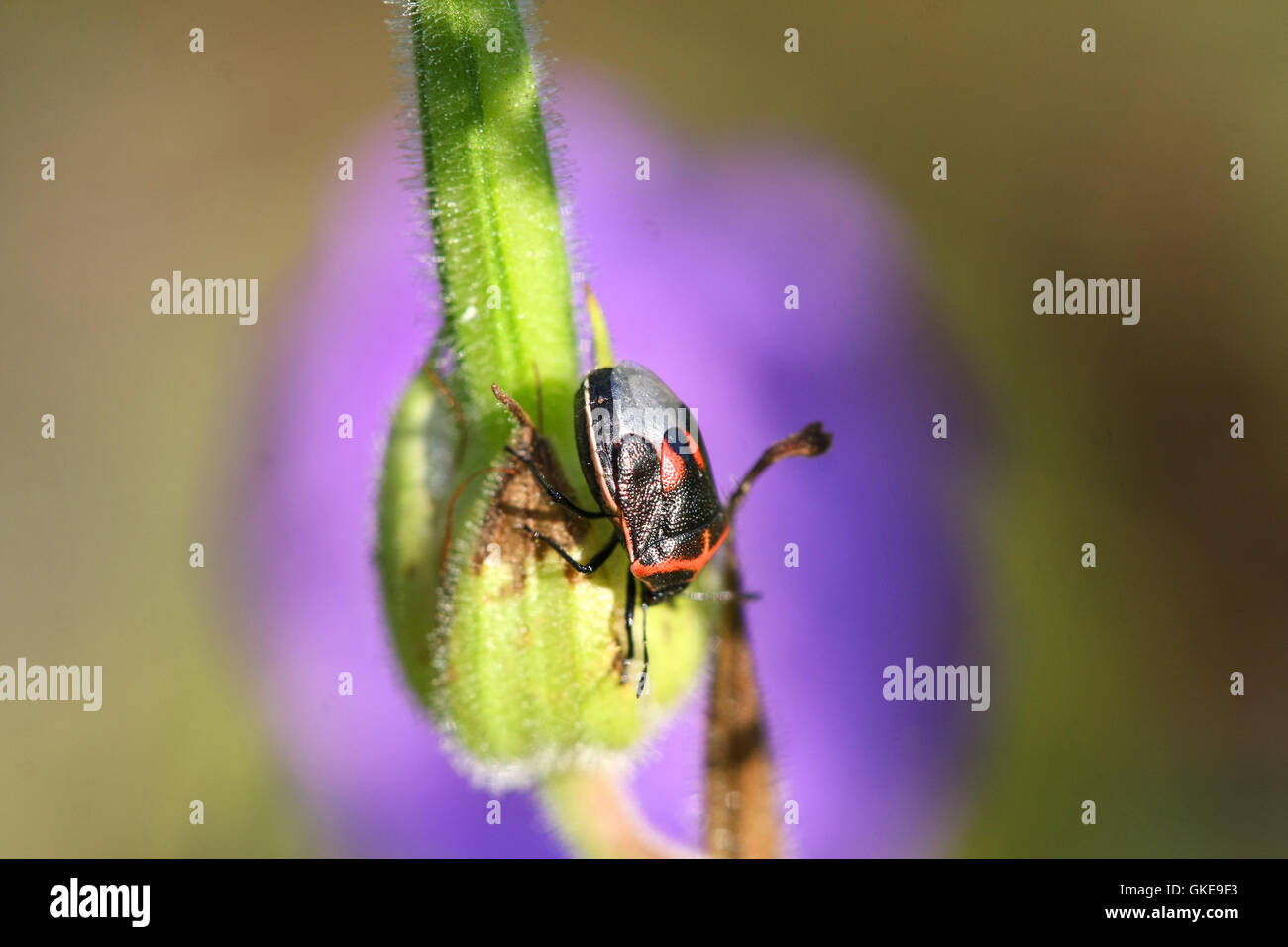 Red stink bug close hi-res stock photography and images - Alamy