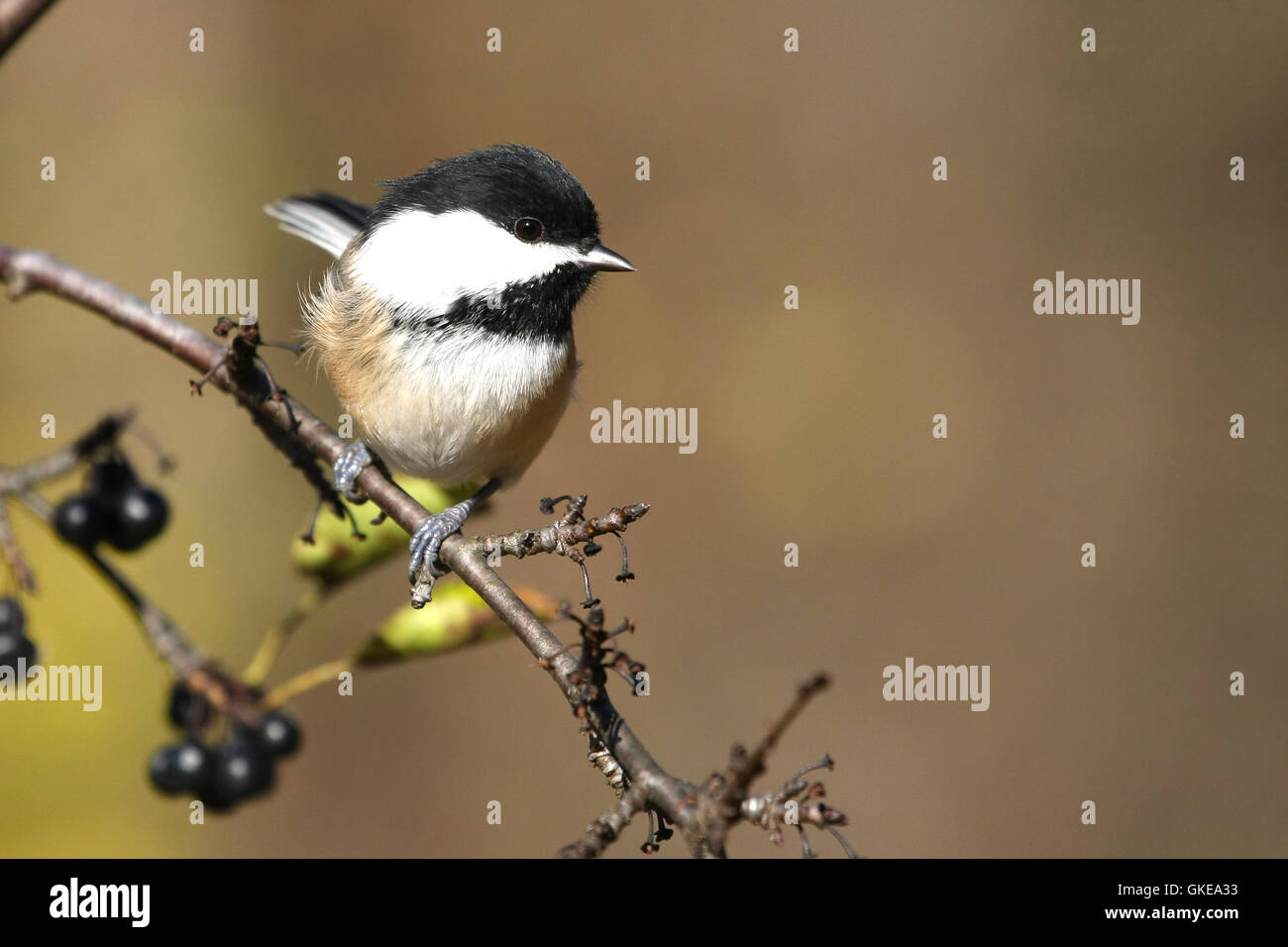 Black capped titmouse hi-res stock photography and images - Alamy