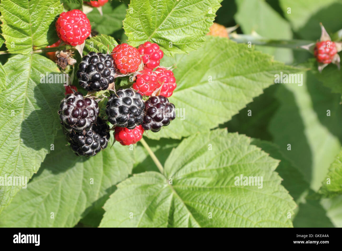 Blackberry cane hi-res stock photography and images - Alamy