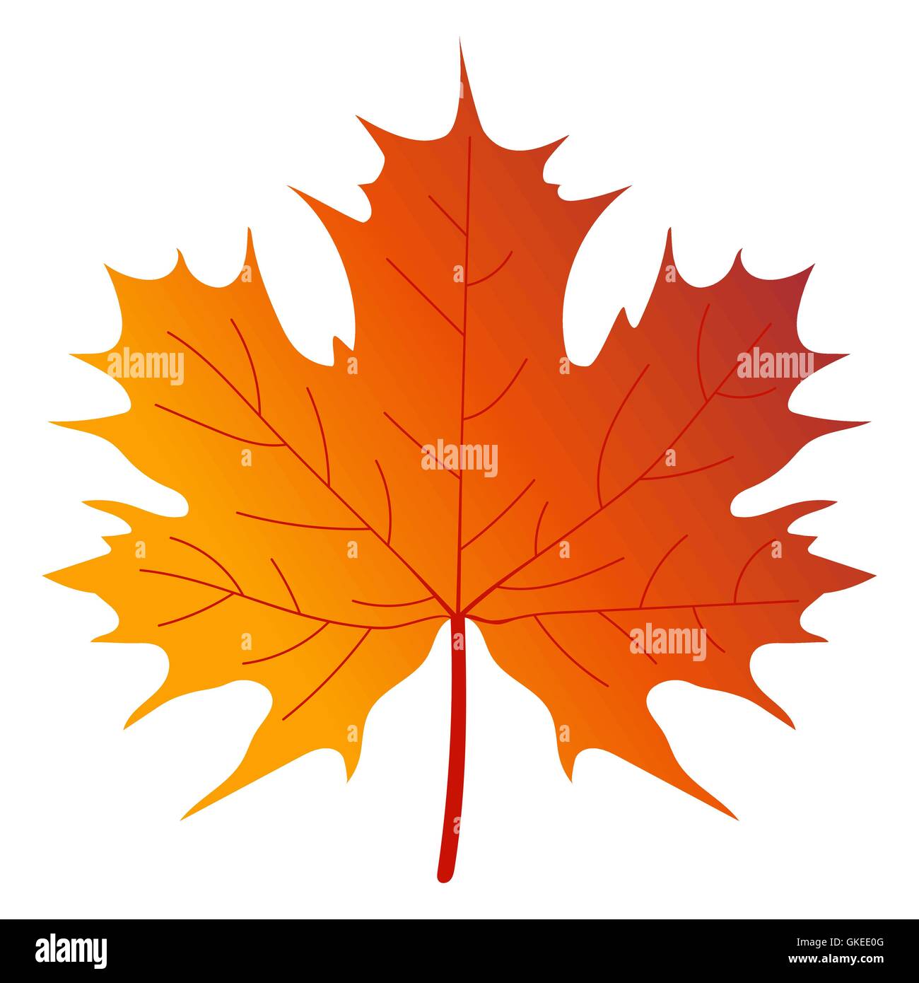 Maple tree leaf Stock Vector Image & Art - Alamy