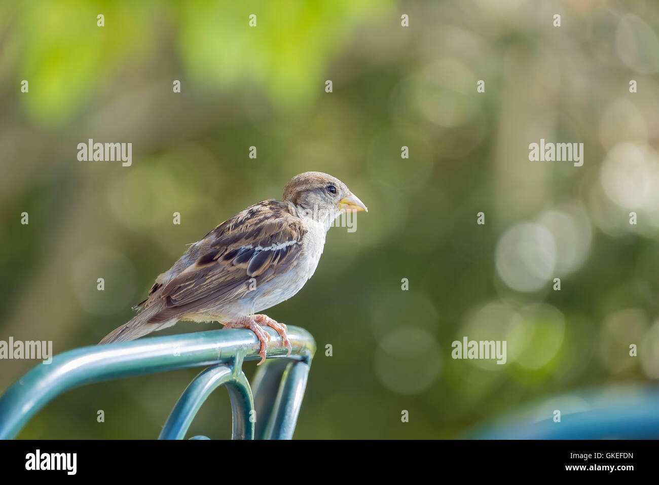 Cute yong sparrow sitting on an iron chair in a park Stock Photo - Alamy