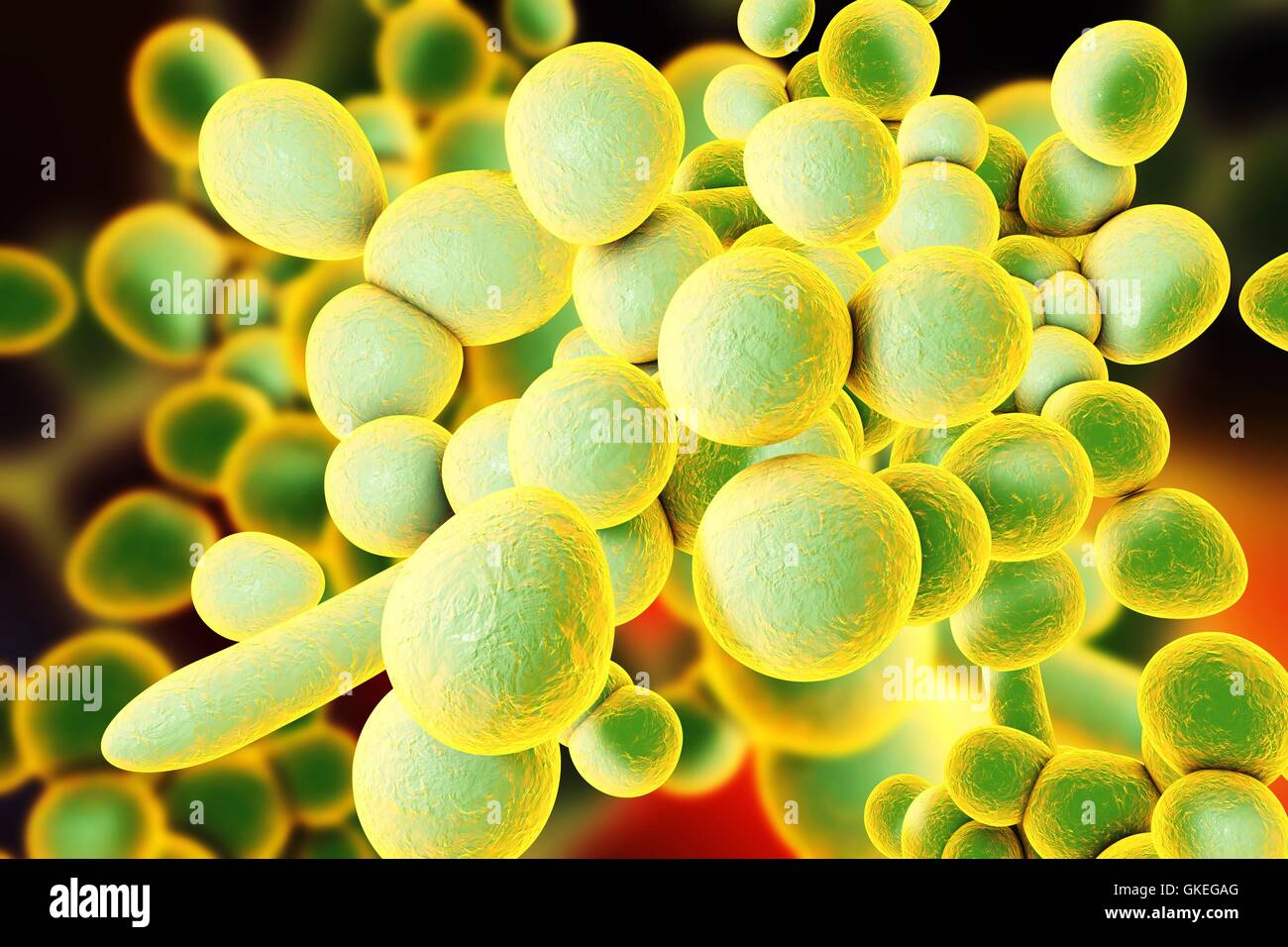 Unicellular Yeast SACCHAROMYCES CEREVISIAE #1 Microbiology Resource