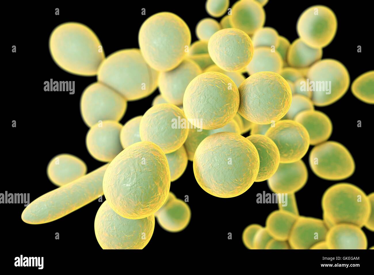 Computer illustration of the unicellular fungus (yeast) Candida auris ...