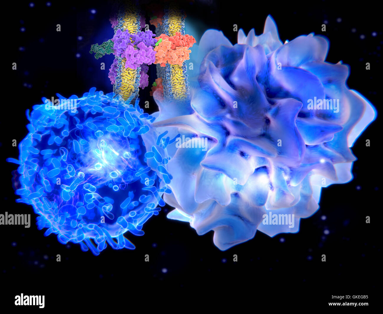Computer illustration of a dendritic cell (light blue) and a t-cell ...