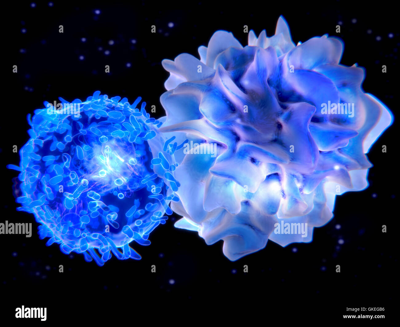 Computer illustration of a dendritic cell (light blue) and a t-cell ...