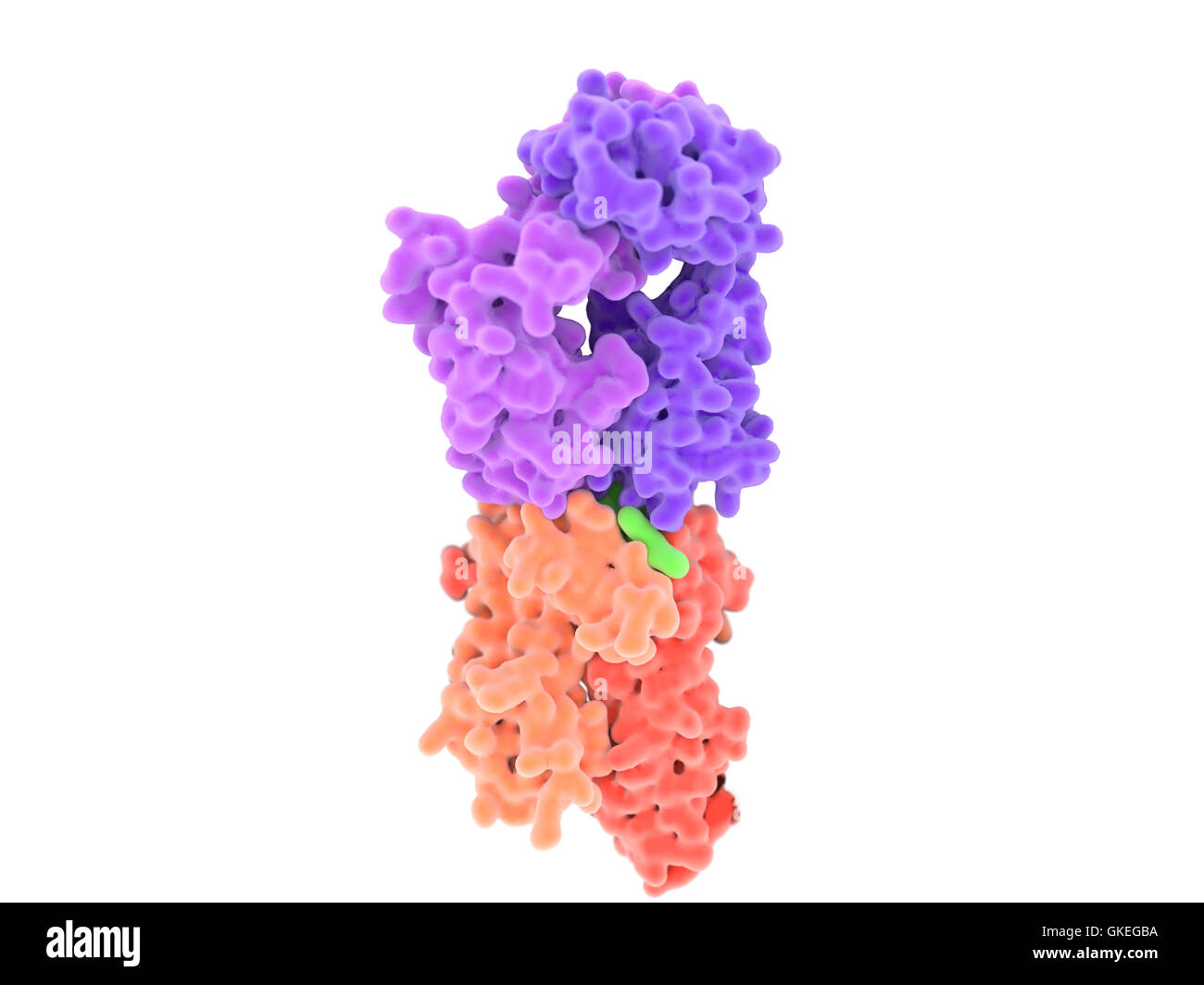 Computer illustration of a T-cell receptor (purple) binding to an MHC ...