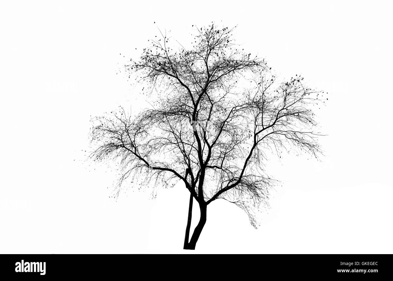 Tree isolated white background Stock Photo - Alamy
