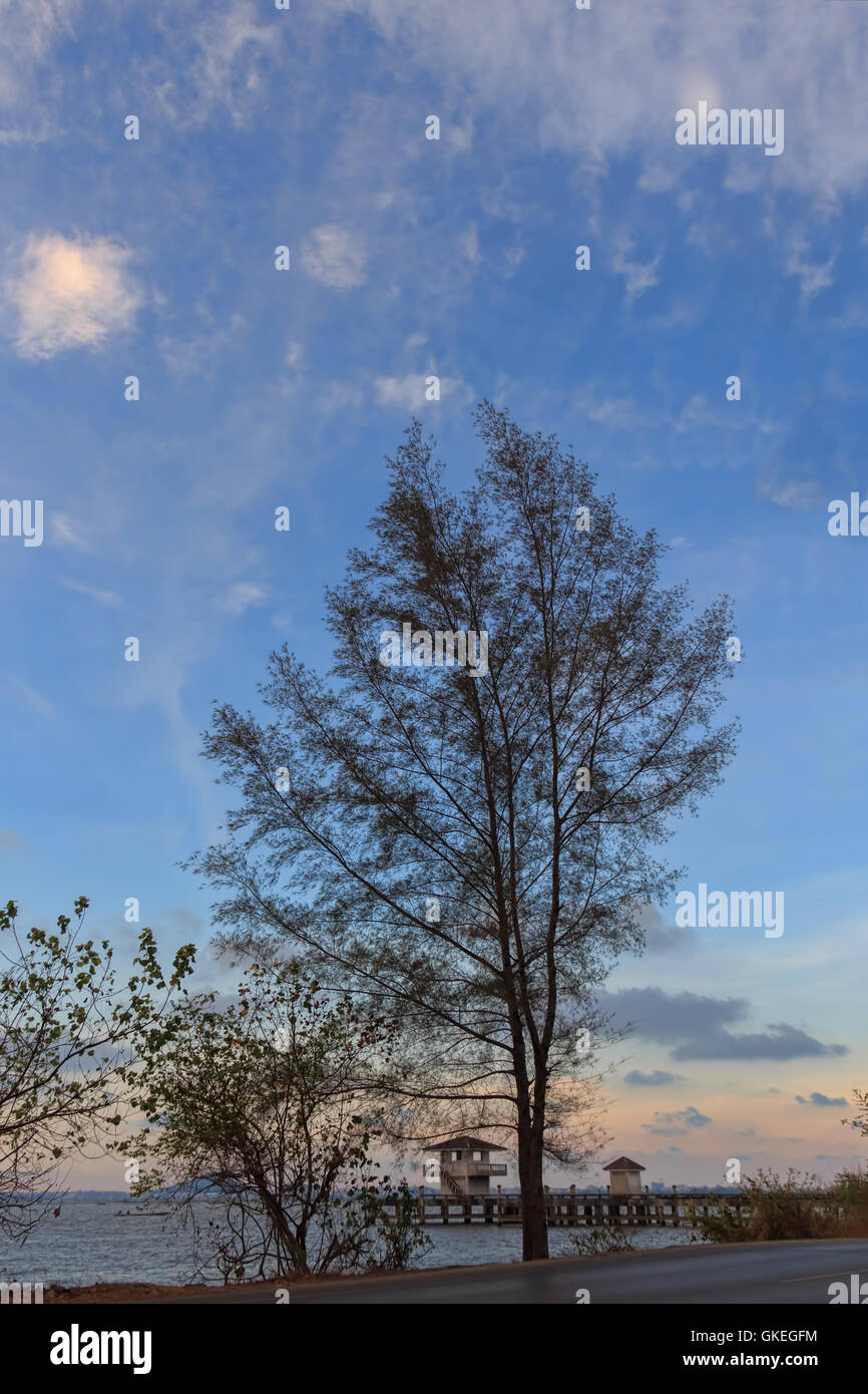 Fruit tree canopy hi-res stock photography and images - Alamy