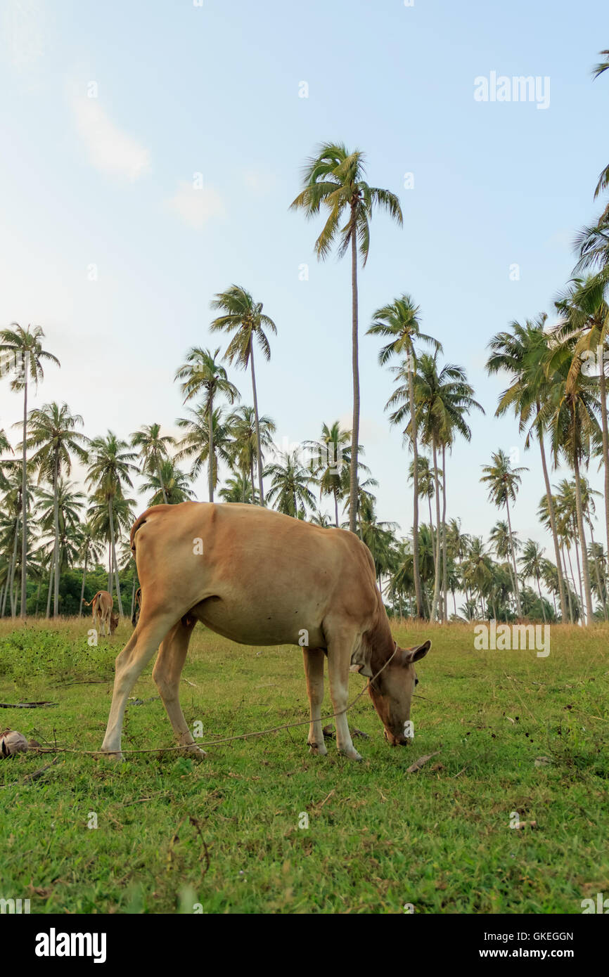 Cows graze pastures Stock Photo - Alamy