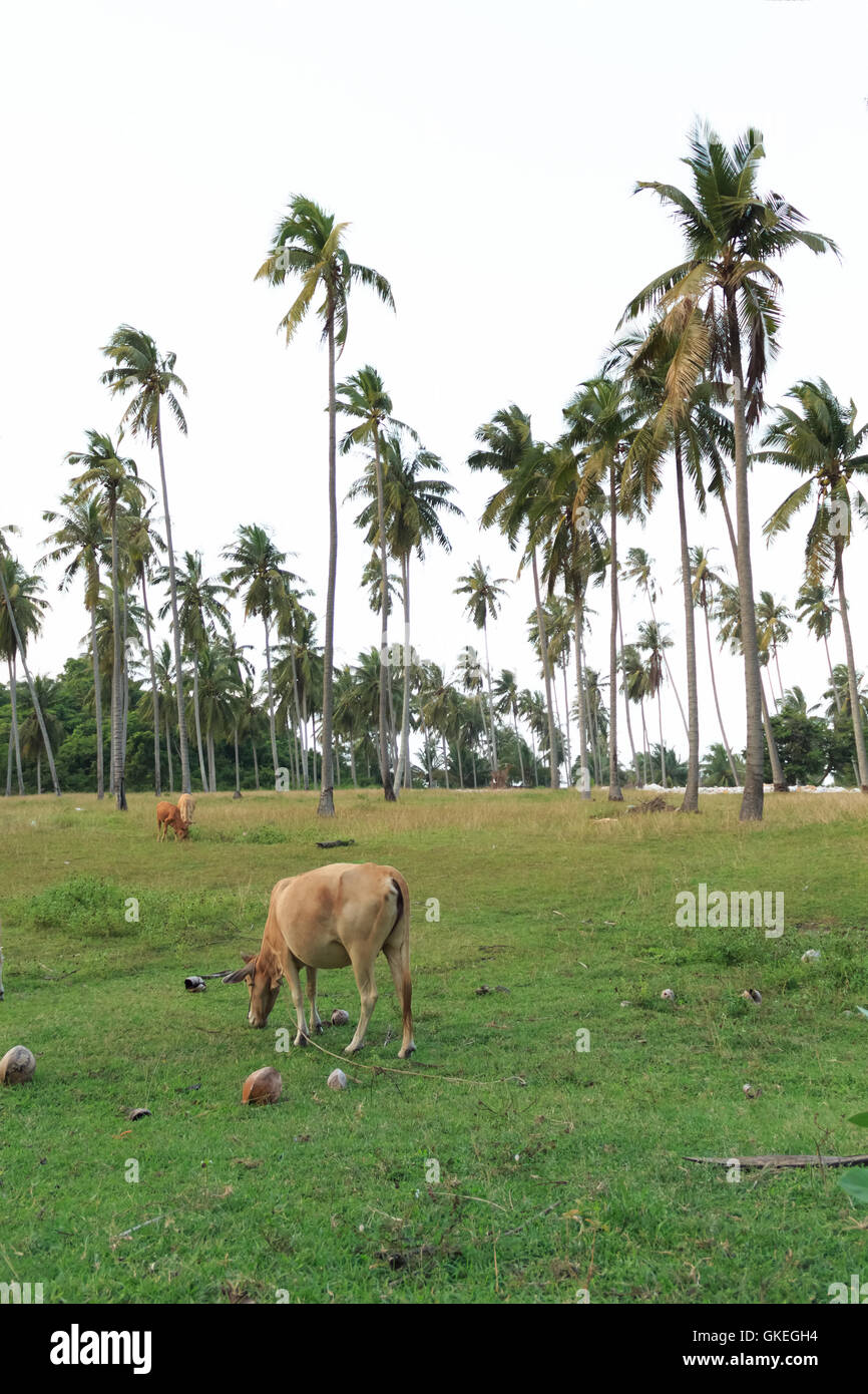 Pastures cows hi-res stock photography and images - Alamy