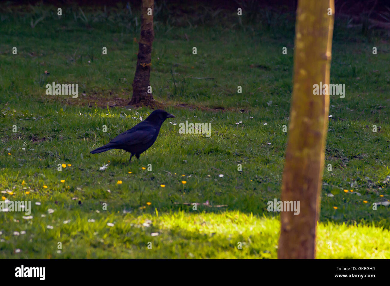 Smart raven hi-res stock photography and images - Alamy