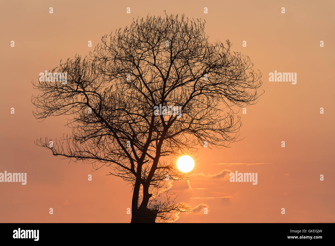 Red sky with trees hi-res stock photography and images - Alamy