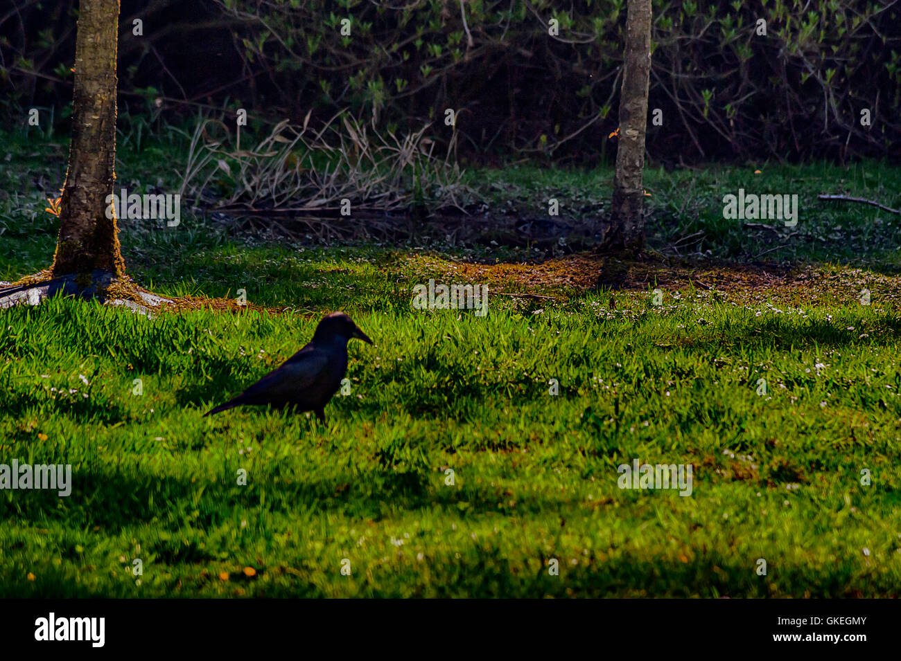 Raven tail hi-res stock photography and images - Alamy