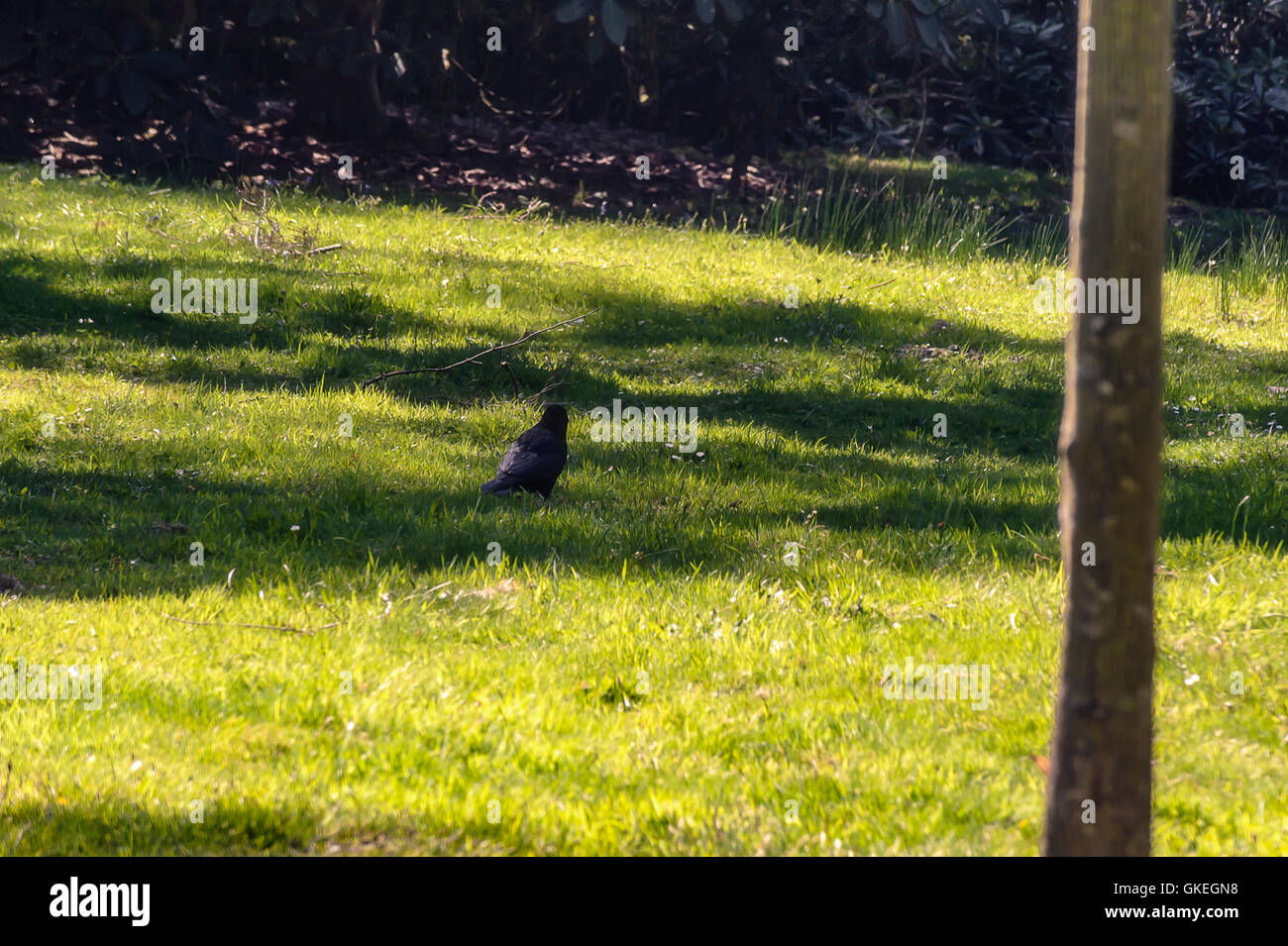 Raven at sunlight hi-res stock photography and images - Alamy