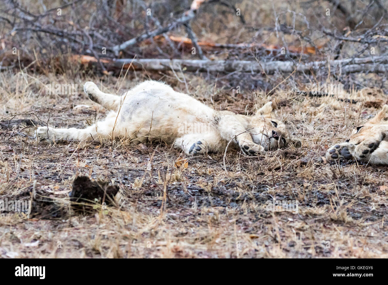 Lion with full stomach hi-res stock photography and images - Alamy