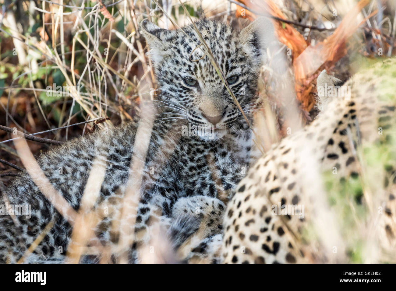 Female leopard cub hi-res stock photography and images - Alamy