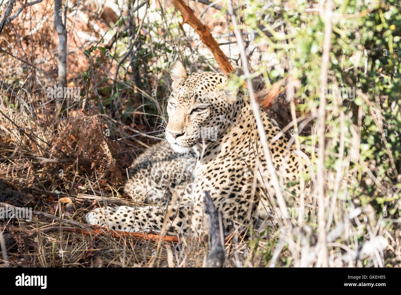Female leopard cub hi-res stock photography and images - Alamy