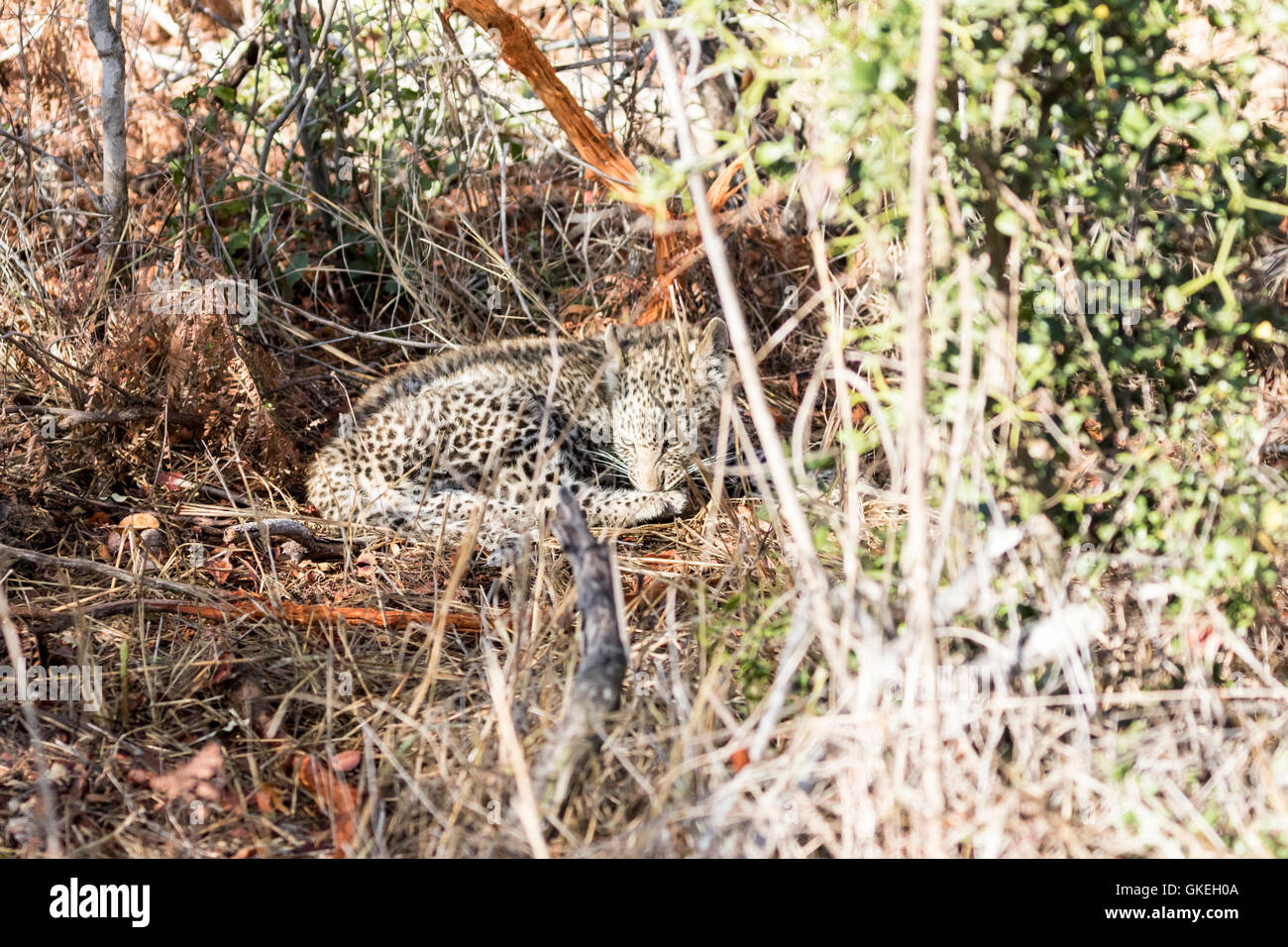 African leopard cub, Exeter Private Game Reserve, South Africa Stock ...