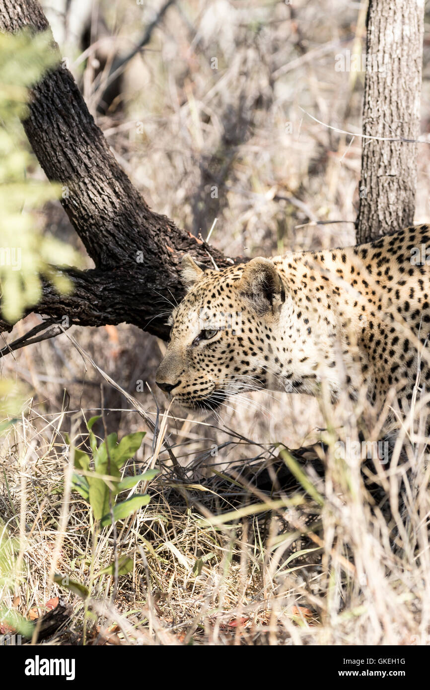 African female leopard hi-res stock photography and images - Alamy
