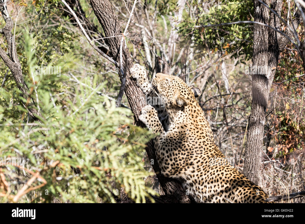 Scratching his private hi-res stock photography and images - Alamy