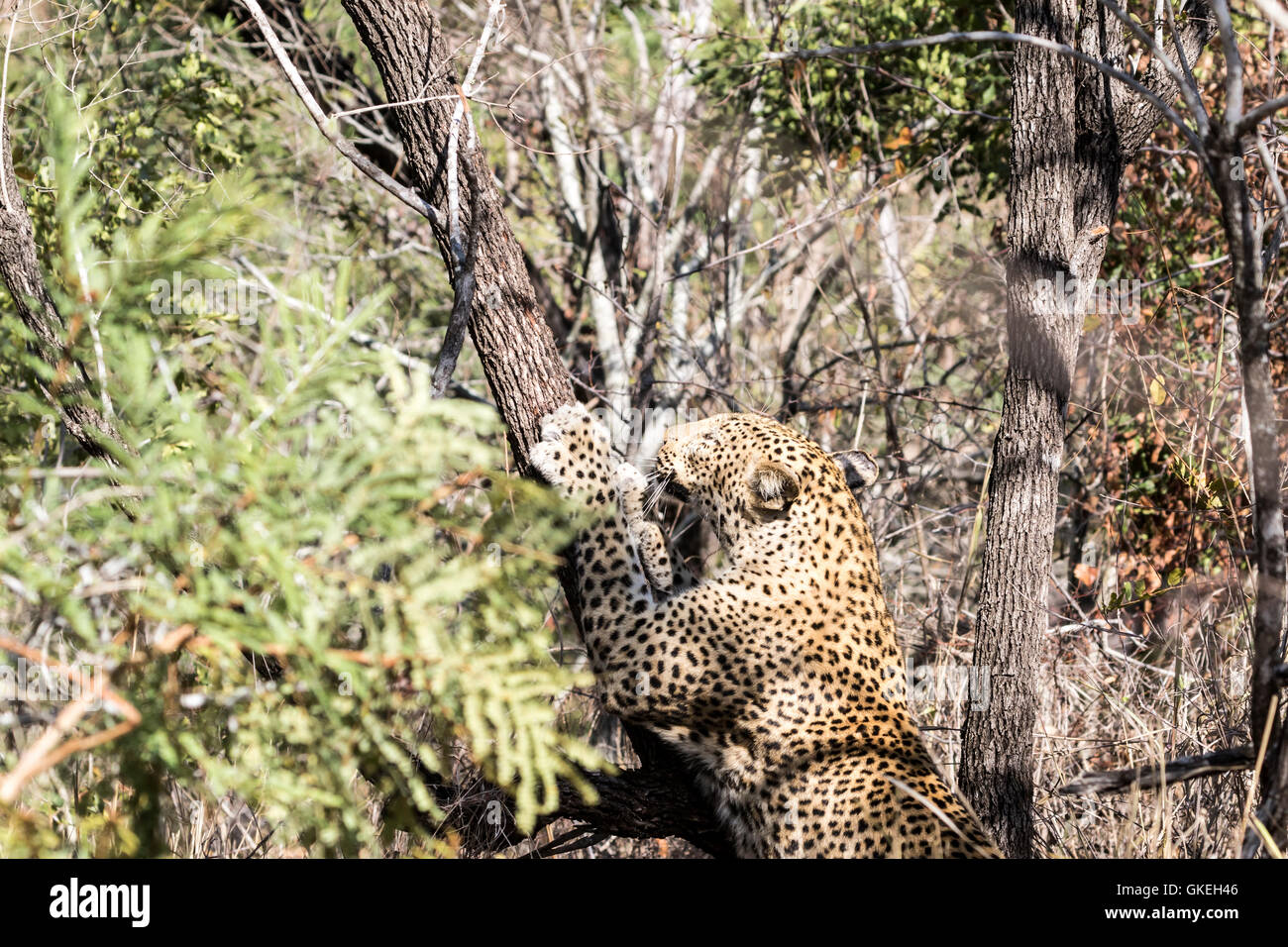Female African leopard scratching tree, Exeter Private Game Reserve ...