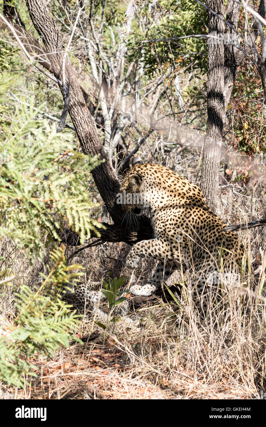 Female leopard cub hi-res stock photography and images - Alamy