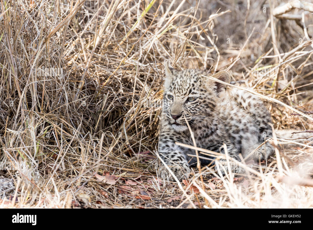 African Leopard Cub Camouflaged In Dry Grass Sabi Sands South Africa