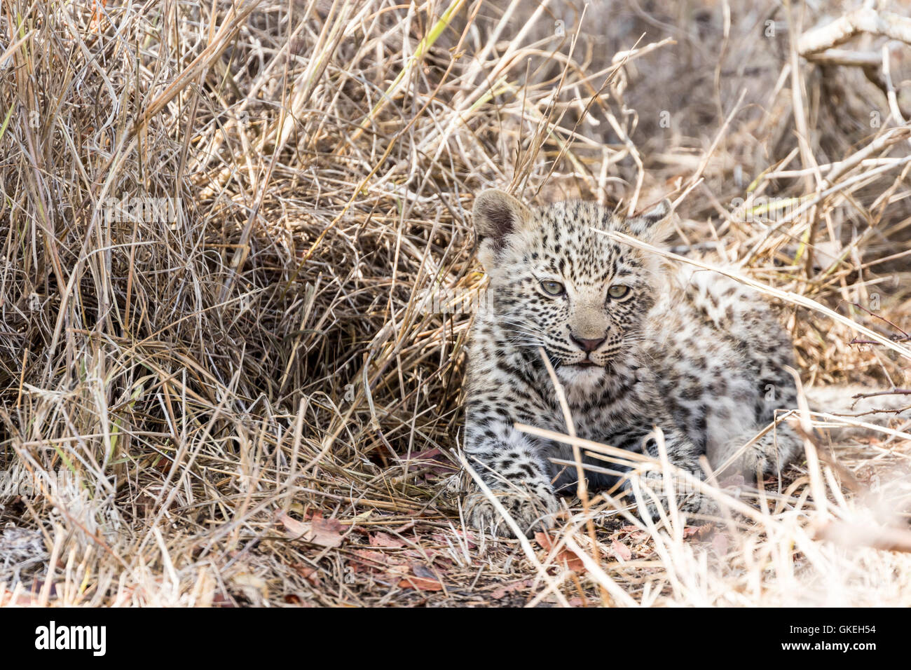 African leopard cub hi-res stock photography and images - Alamy