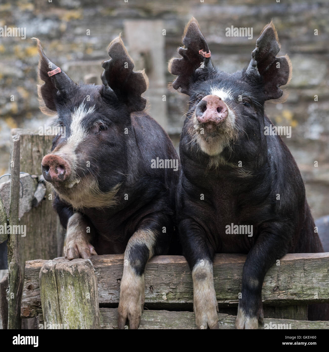 Pigs leaning on a wooden fence Stock Photo - Alamy