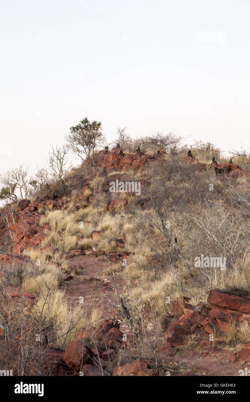 Troop of baboons on hill at sundown, Namibia Stock Photo - Alamy