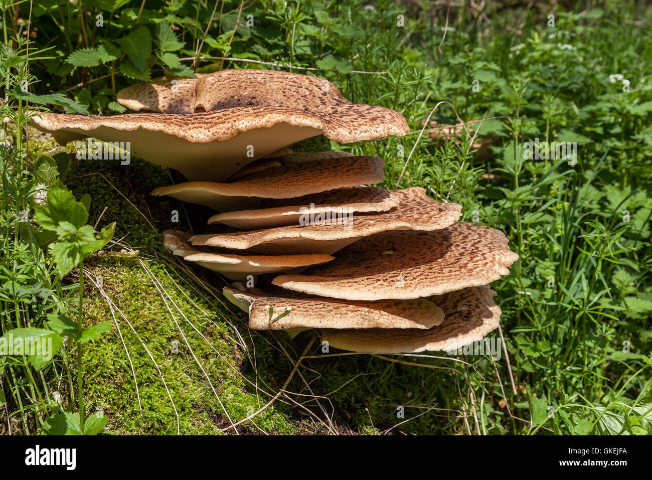 Tree fungus disease hi-res stock photography and images - Alamy