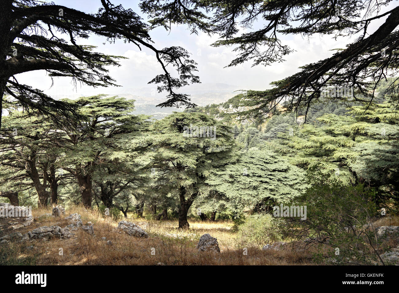Lebanon cedar forest hi-res stock photography and images - Alamy