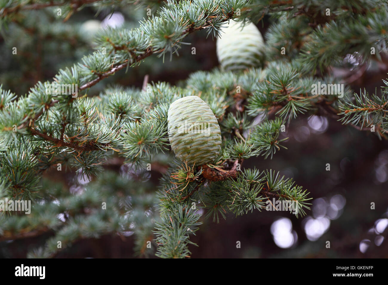 Cedar of lebanon cone hi-res stock photography and images - Alamy