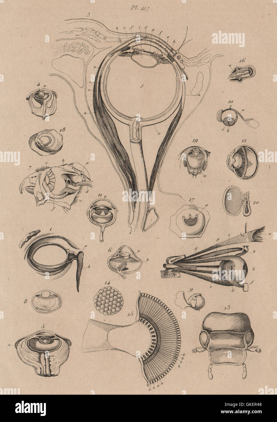 Vintage eye anatomy hi-res stock photography and images - Alamy