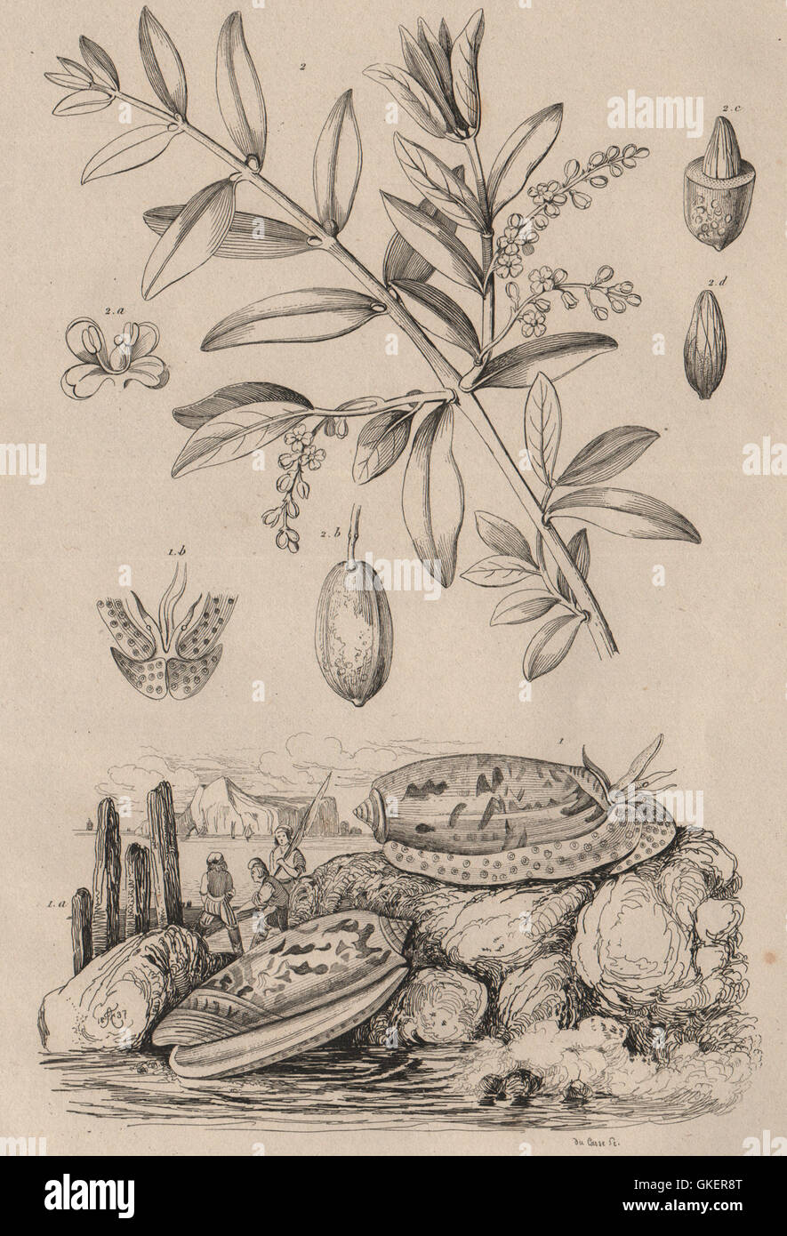 FOOD: Olive de mer (Sea olive - Mollusc). Olivier (Olive tree), old ...