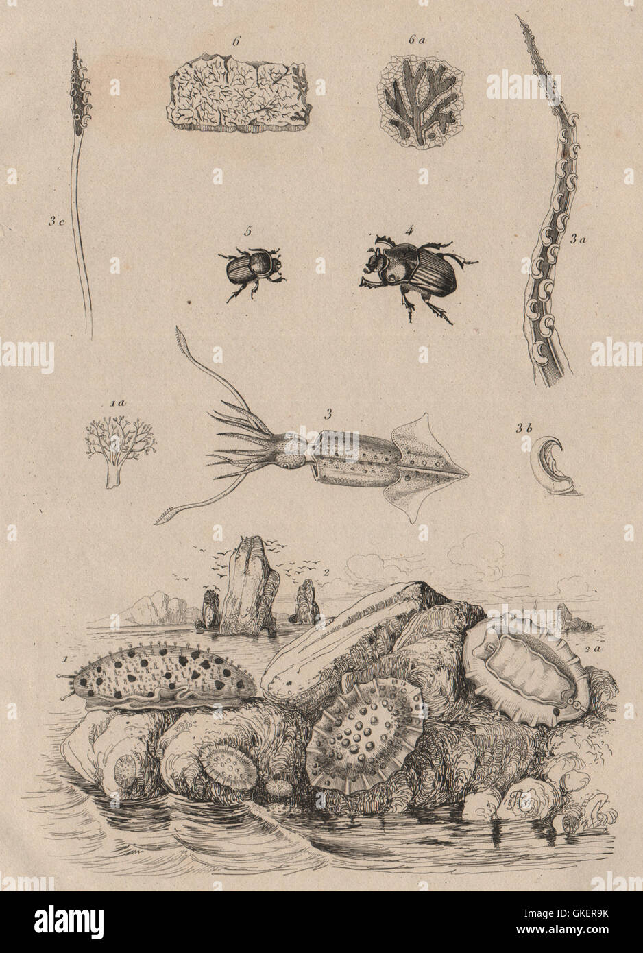 Onchidium sea slugs.Onychoteuthis squid.Onitis/Ontophagus beetles ...