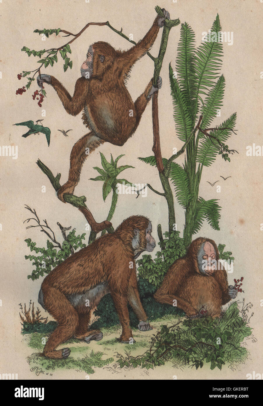 PRIMATES: Orang-Outang. Orangutan. Coloured, antique print 1834 Stock ...