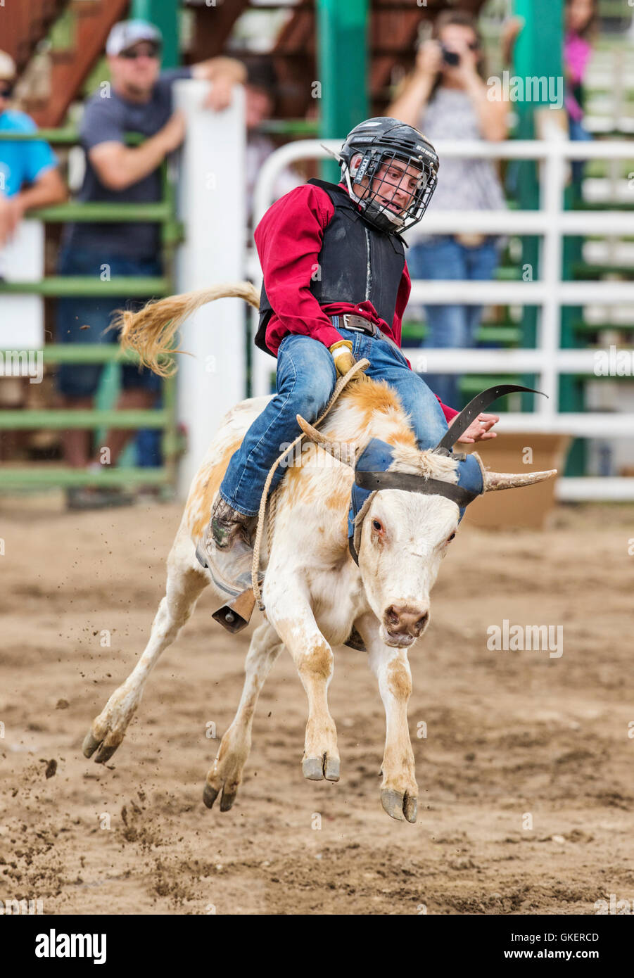 Young cowboy riding a small bull in the Junior Steer Riding competition ...