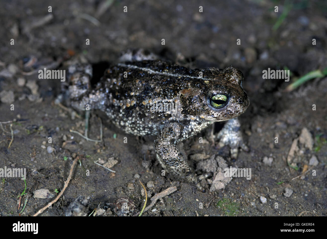 Calamita High Resolution Stock Photography and Images - Alamy