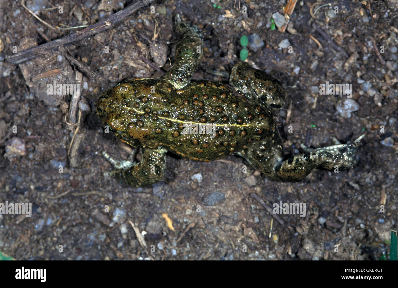 Calamita High Resolution Stock Photography and Images - Alamy