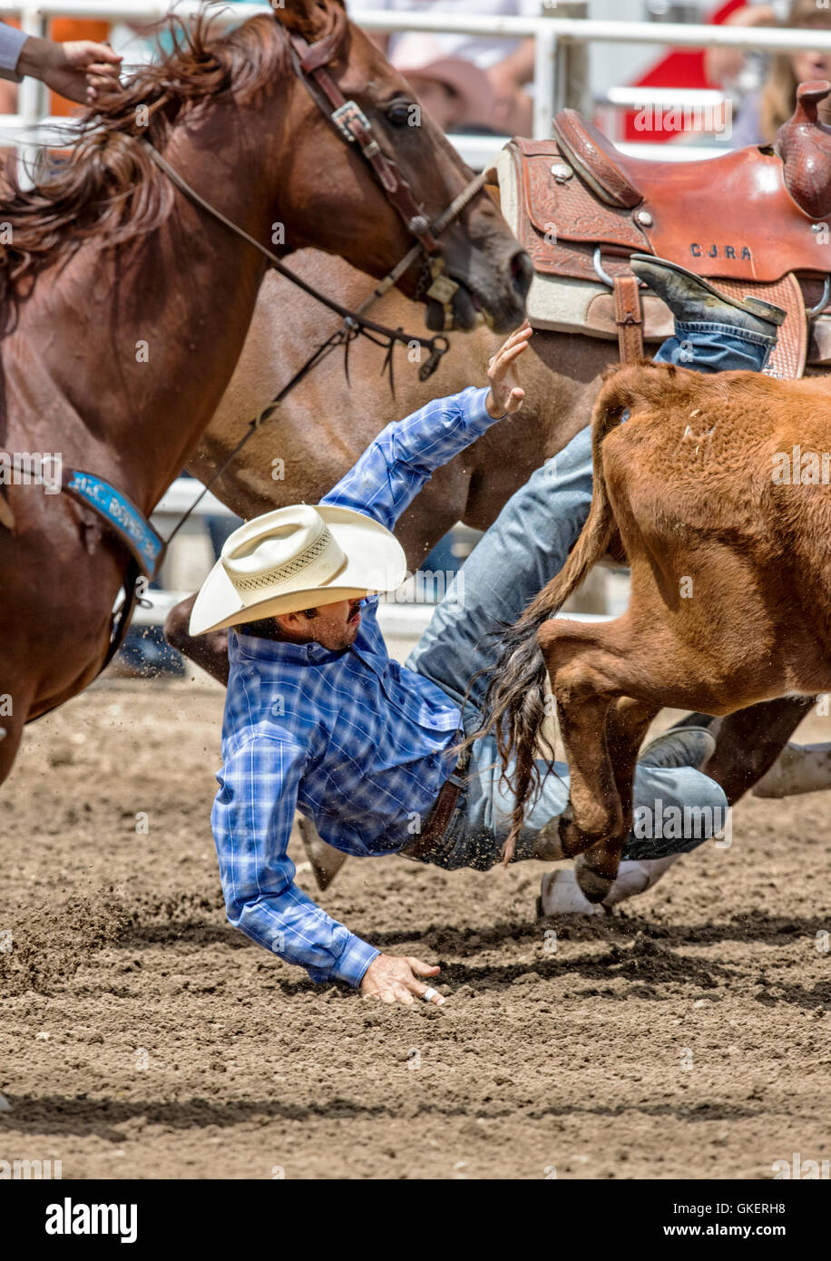 Steer wrestling hi-res stock photography and images - Alamy
