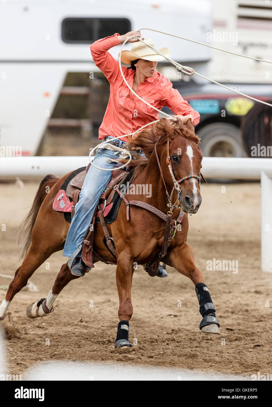 Rodeo cowgirl on horseback competing in calf roping, or tie-down roping ...