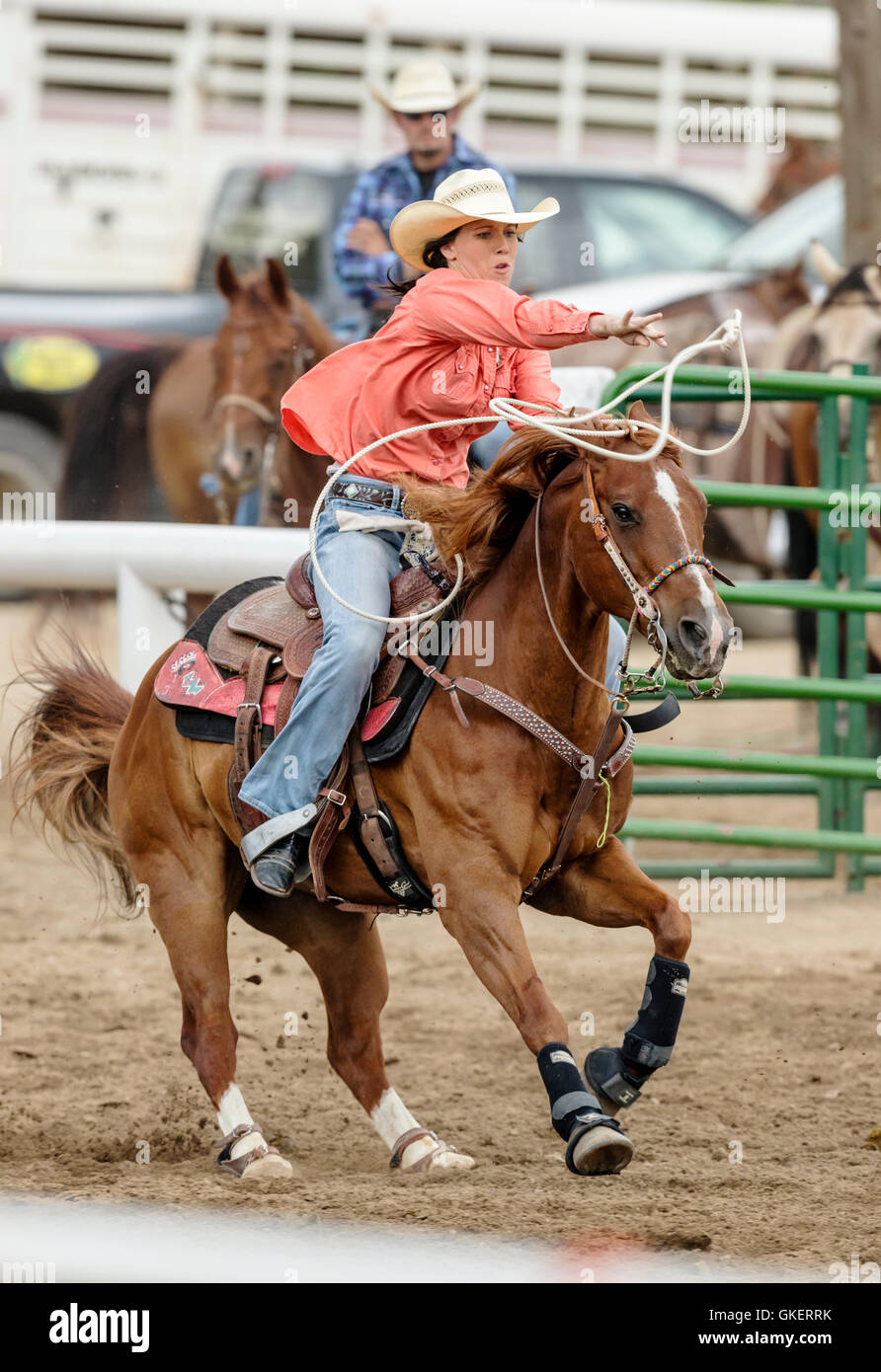 Rodeo cowgirl on horseback competing in calf roping, or tie-down roping ...