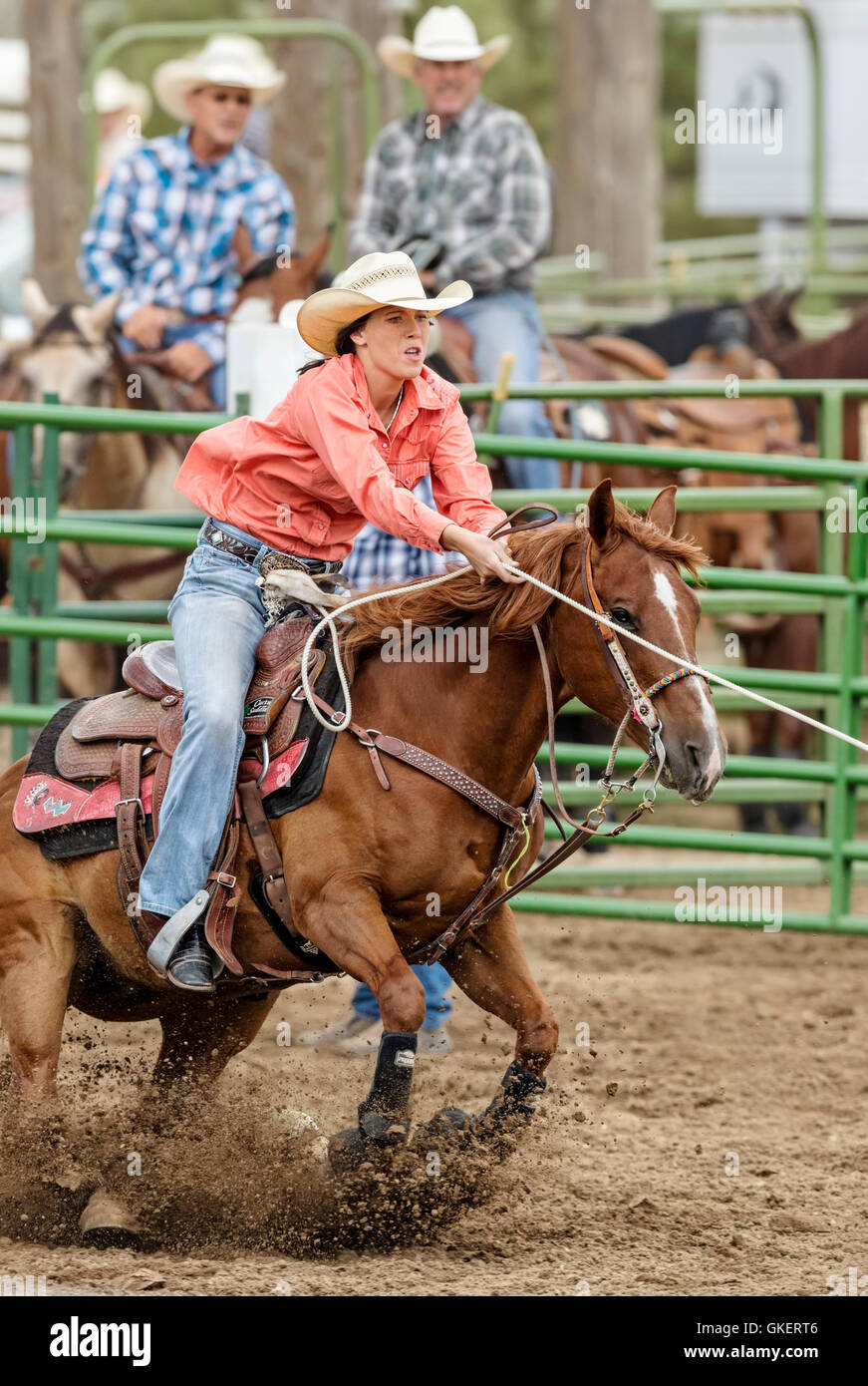 Rodeo cowgirl on horseback competing in calf roping, or tie-down roping ...